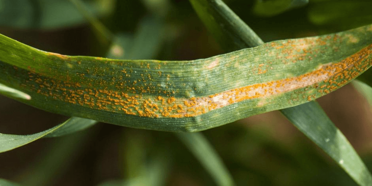 Análisis de la roya amarilla en trigo • Diario Núcleo