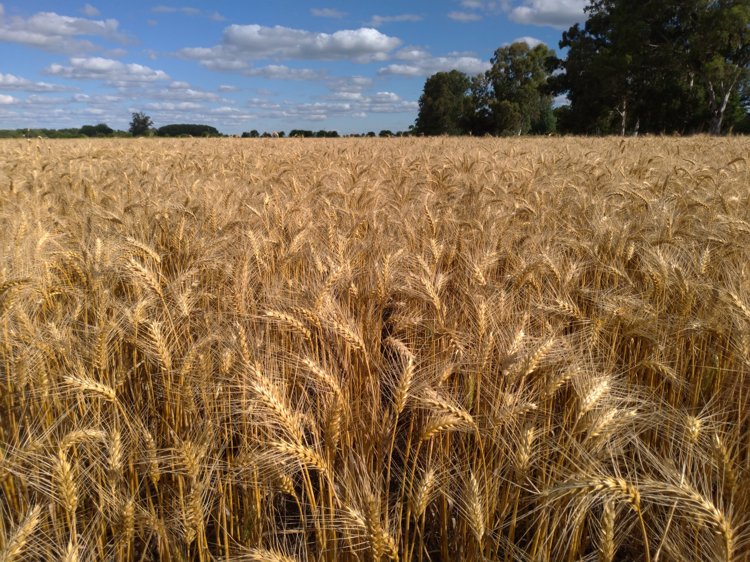 La región núcleo apuesta fuerte por el trigo • Diario Núcleo