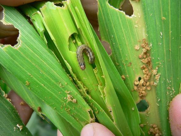 El problema del cogollero en maíz • Diario Núcleo